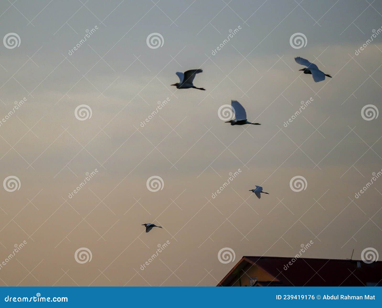 A Flock of White Egrets in Flight Stock Photo - Image of bird, flight ...