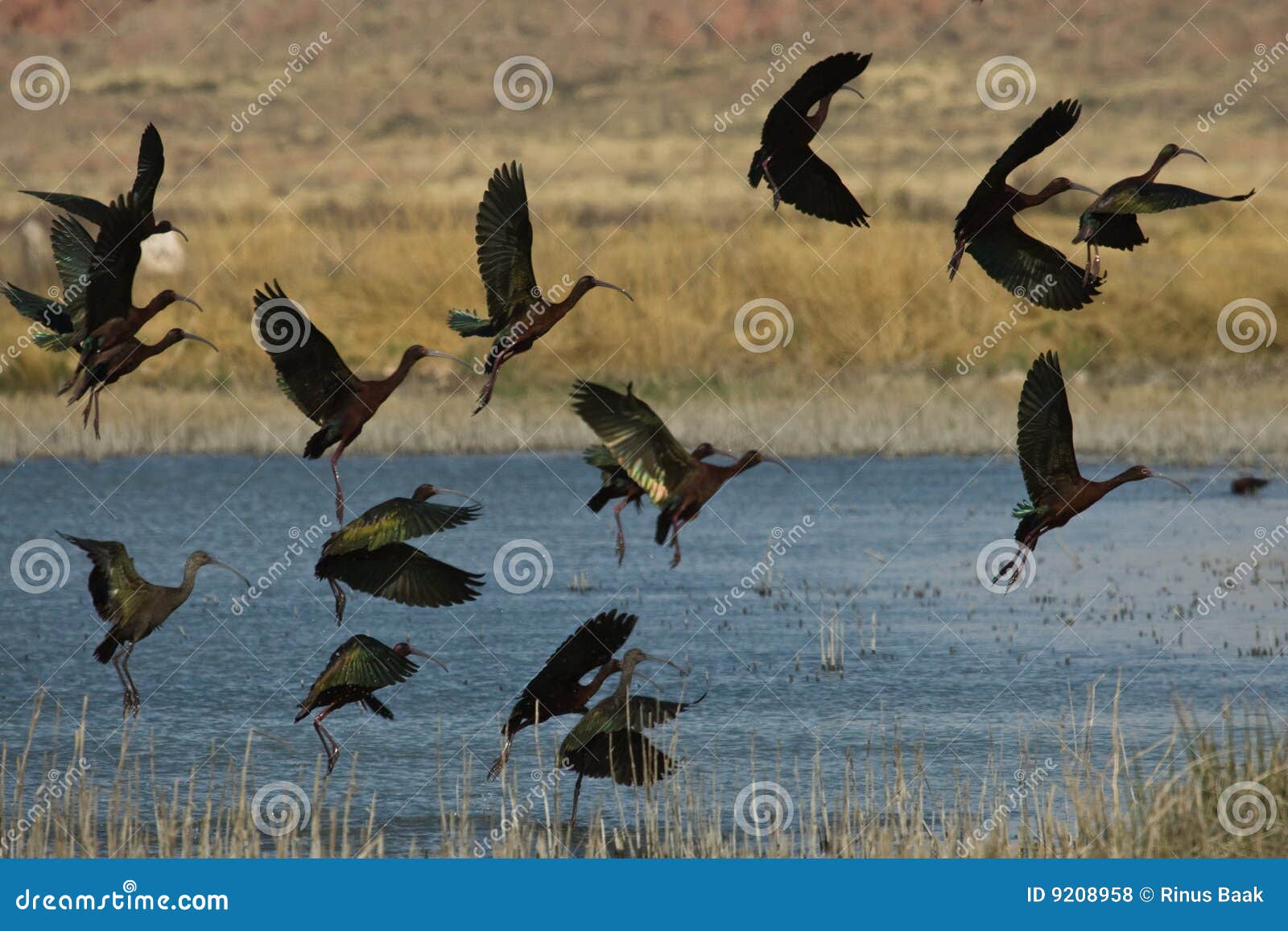 Flock Of White Faced Ibis Stock Photography | CartoonDealer.com #9208958