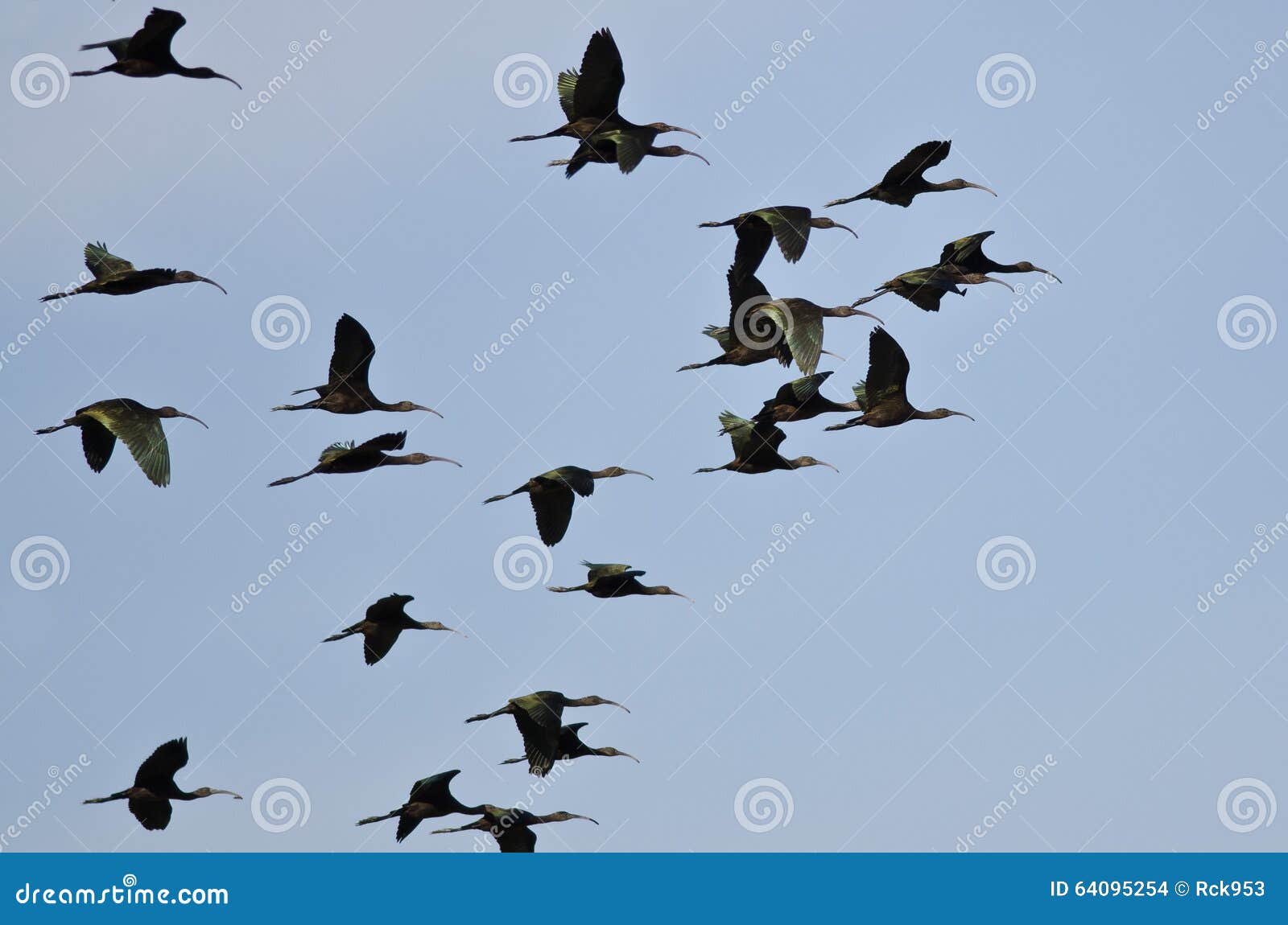Flock of White-Faced Ibis Flying in a Blue Sky Stock Photo - Image of ...