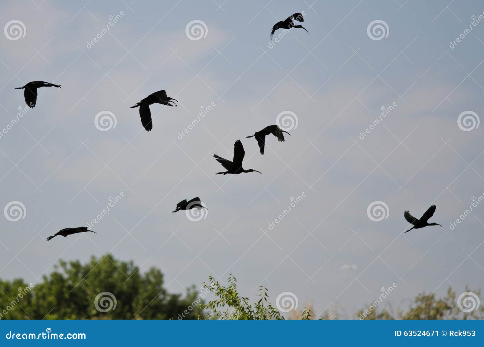 Flock of White-Faced Ibis Flying Low Over the Marsh Stock Image - Image ...