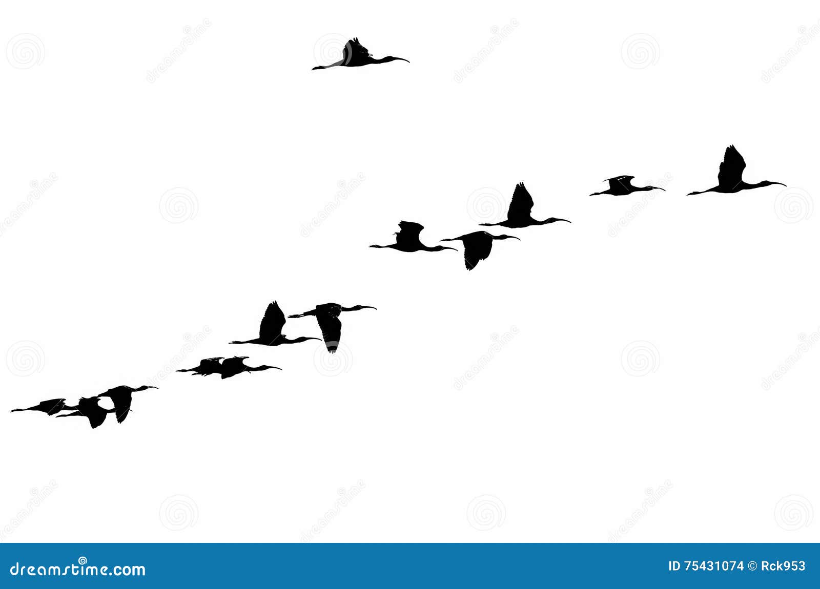 Flock of White-faced Ibis Silhouetted on a White Background Stock Photo ...