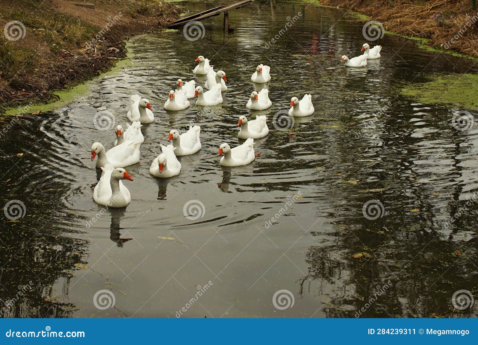 Flock of White Geese Floats on Water in a Rural Pond Stock Image ...