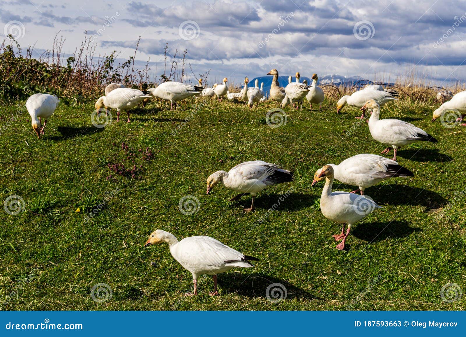 A Flock of White Geese in the Park Breeding British Columbia Canada ...