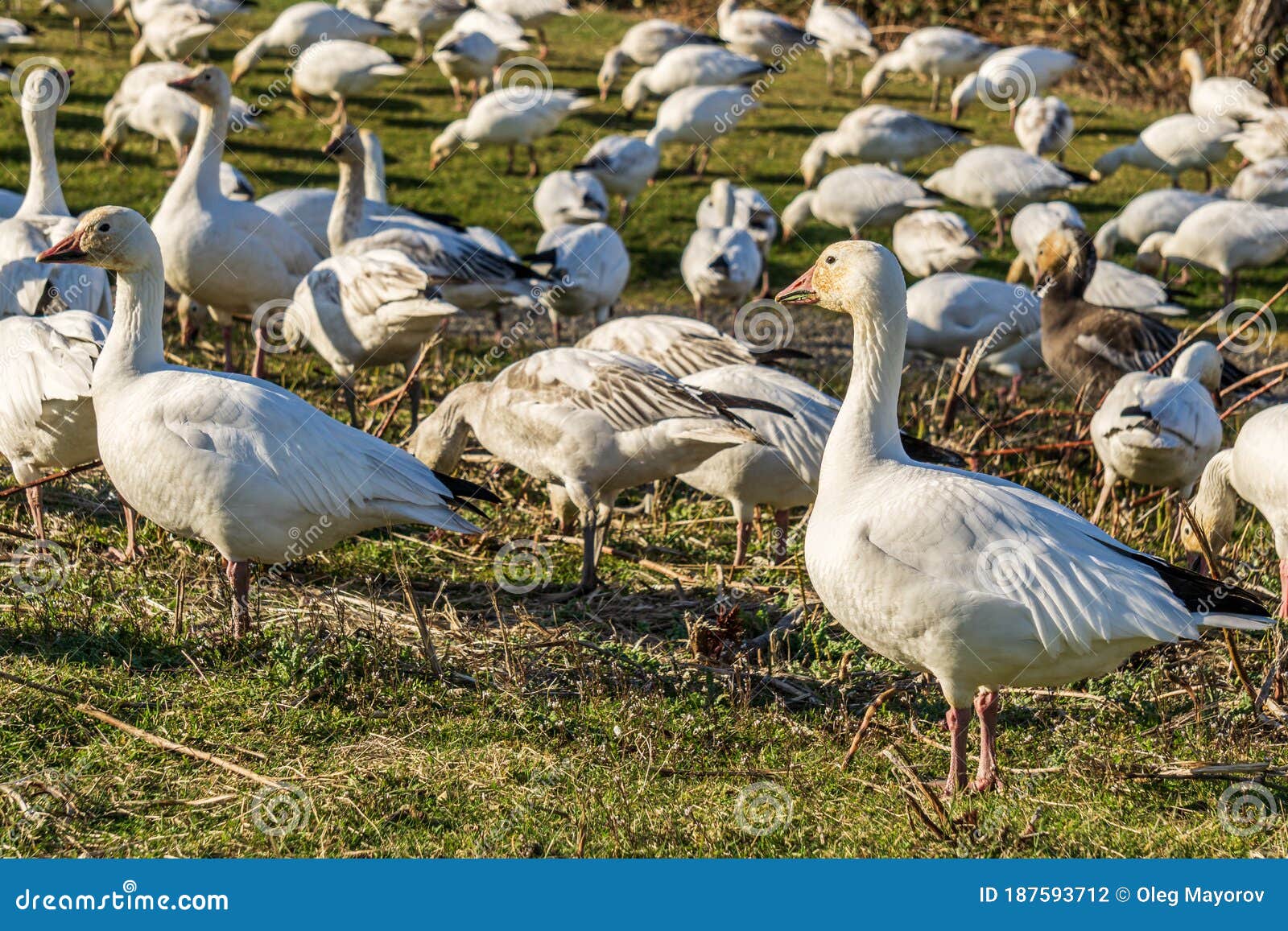 A Flock of White Geese in the Park Breeding British Columbia Canada ...