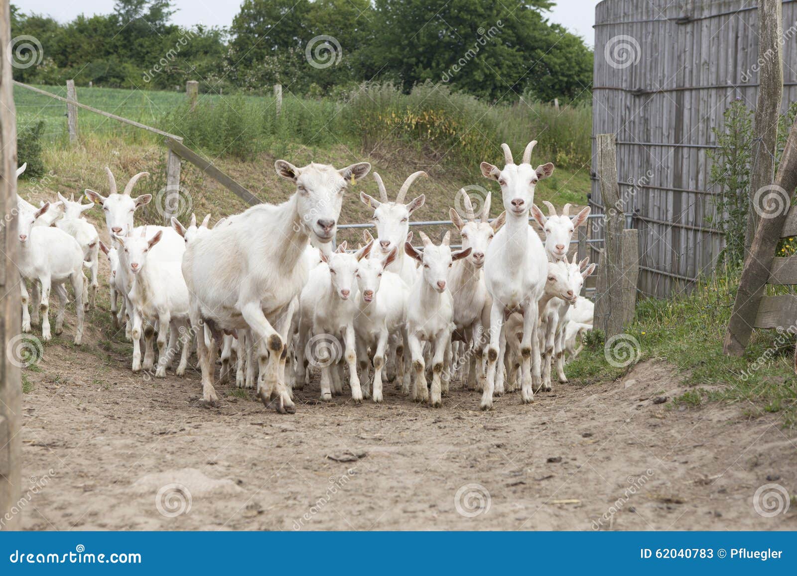 Flock white goats stock image. Image of horns, young - 62040783