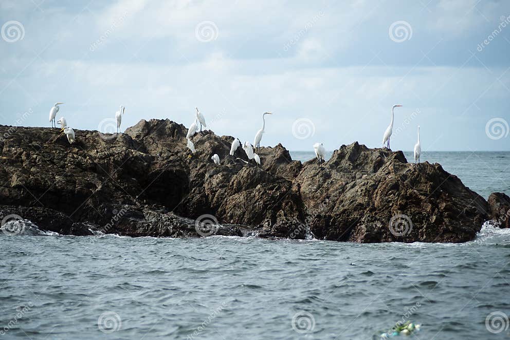 A Flock of White Herons on the Rocks of a Beach Stock Image - Image of ...