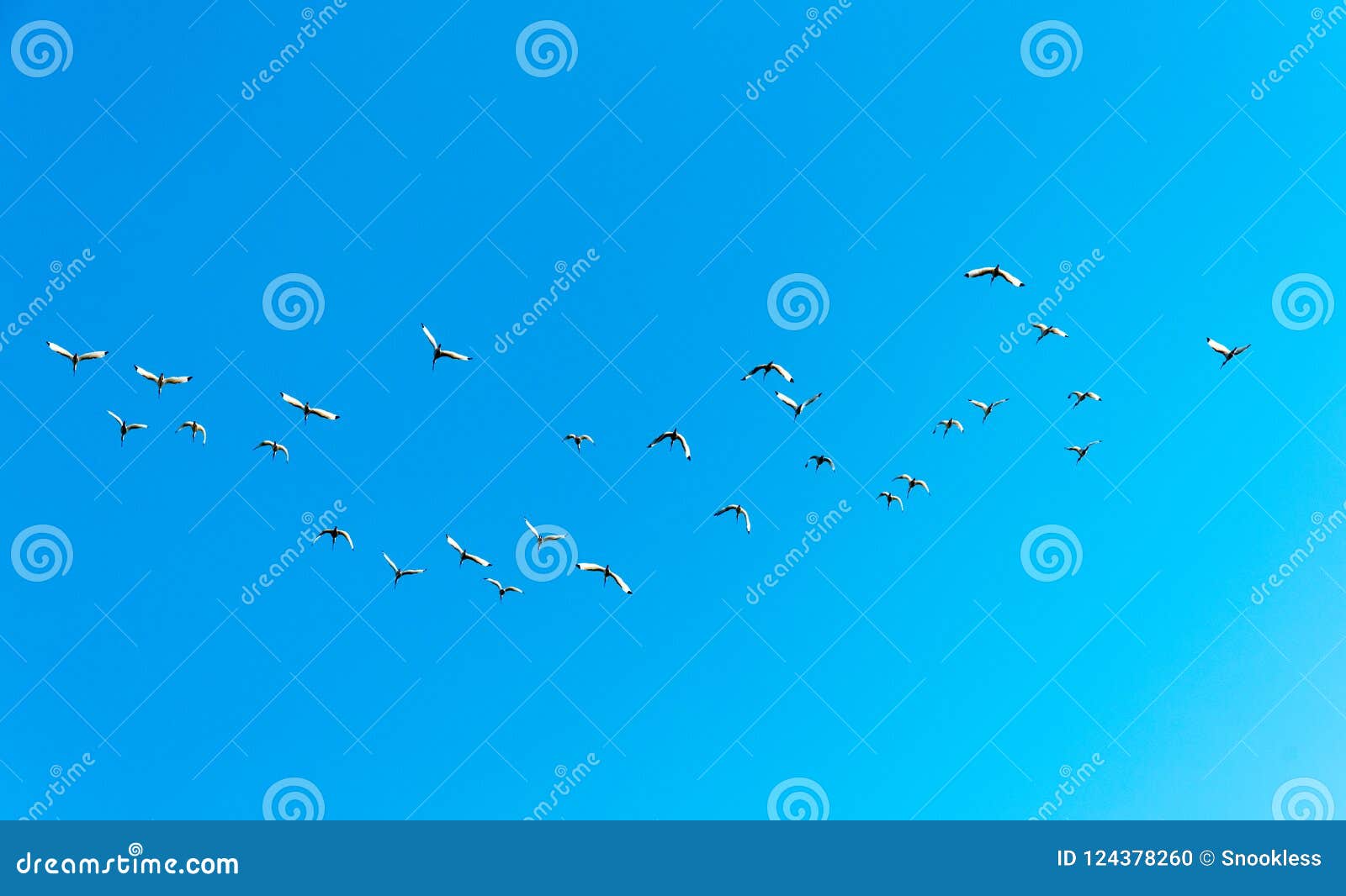 Flock of white Ibis birds stock photo. Image of birds - 124378260