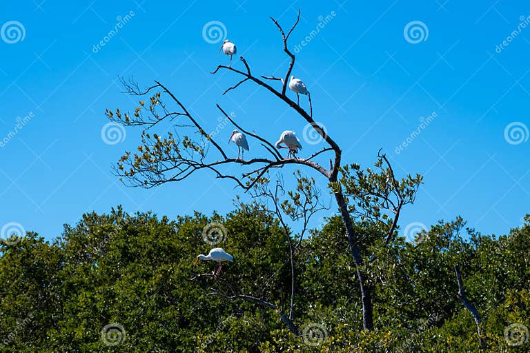 Flock of White Ibis Perching on a Tree Branch with a Blue Sky ...