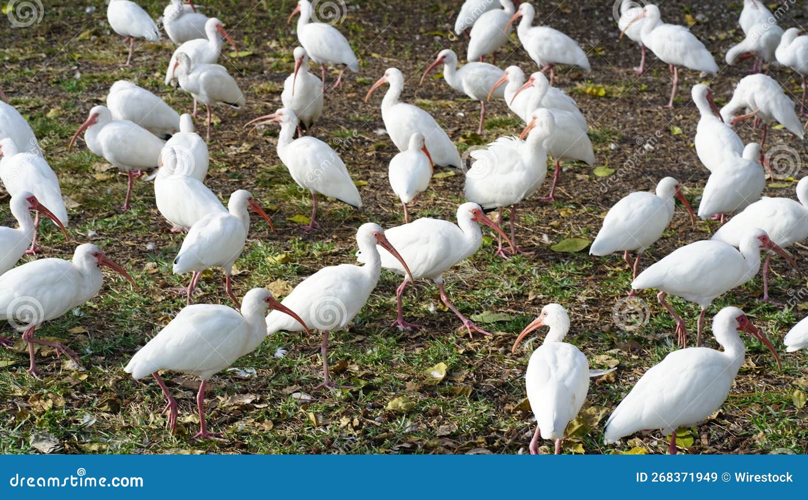 Flock of White Ibis on a Rural Ground Stock Image - Image of bird, ibis ...