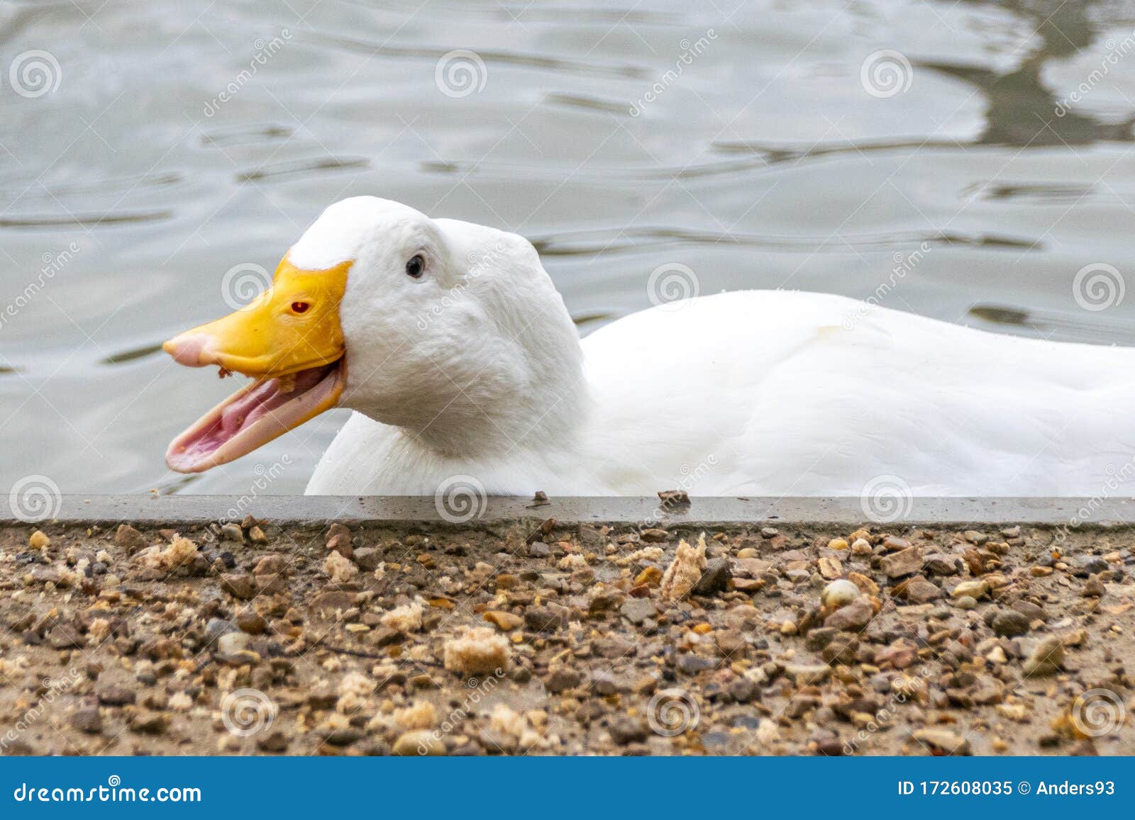 Flock of White Pekin Ducks Scrabbling for Food Stock Image - Image of ...