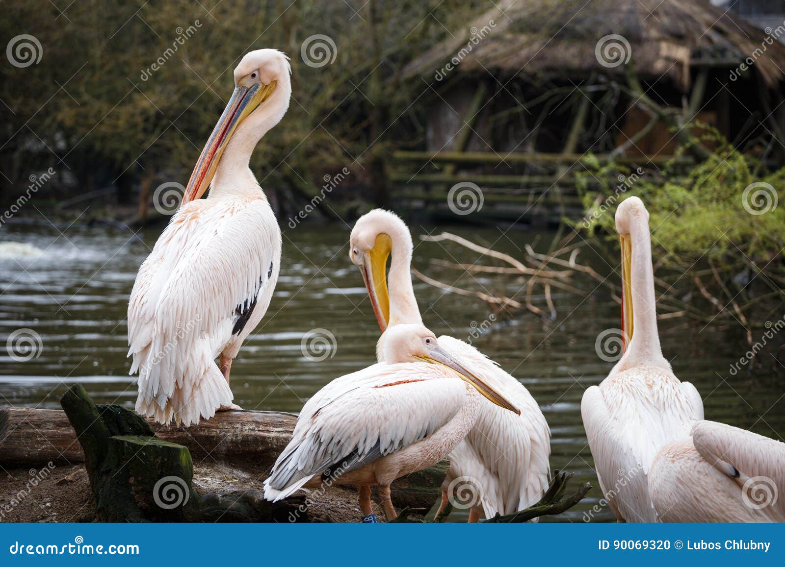 Flock of White Pelicans on the Lake Stock Photo - Image of food, animal ...