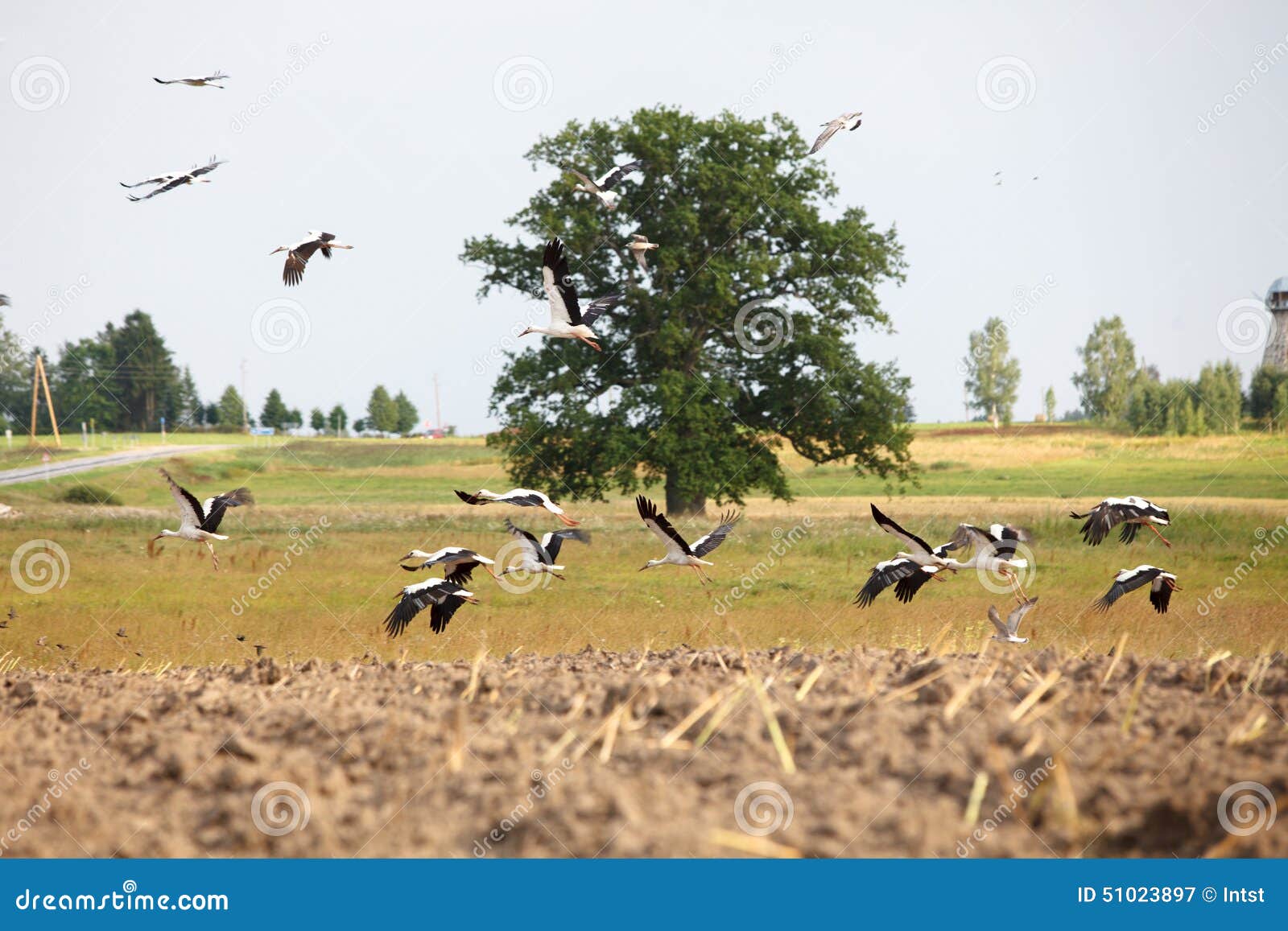 Flock of white storks stock image. Image of bird, migrant - 51023897