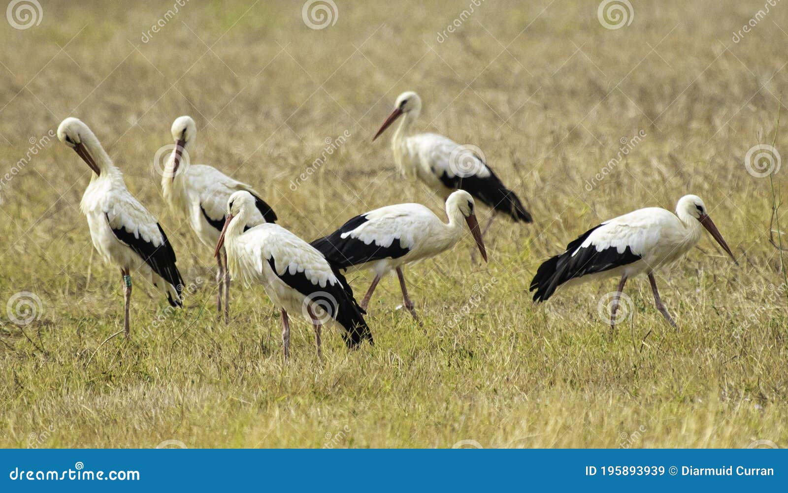 Flock of white storks stock image. Image of bird, ciconia - 195893939