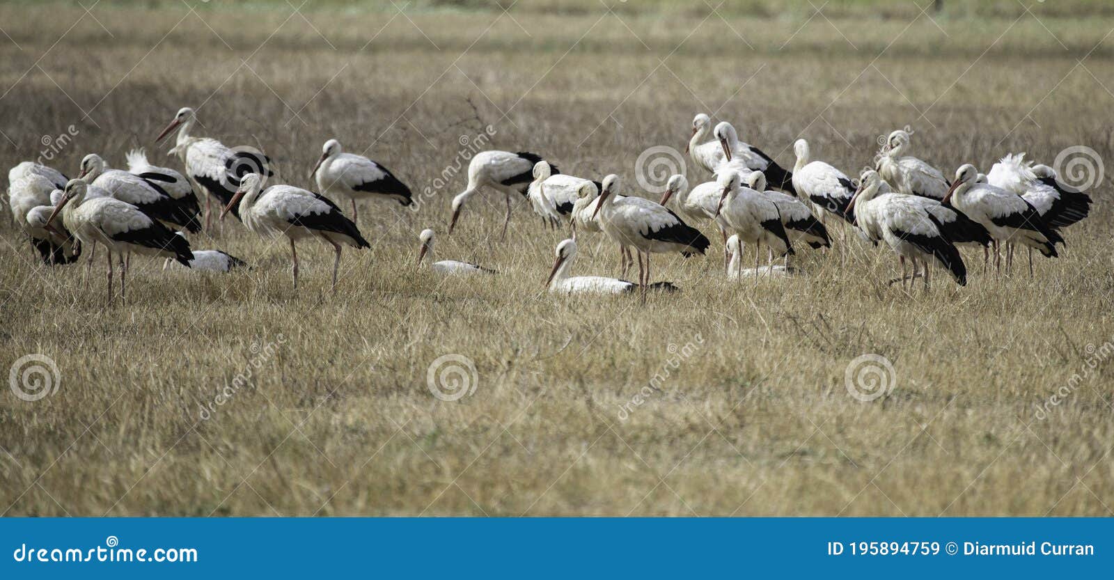 Flock of white storks stock image. Image of cute, meadow - 195894759