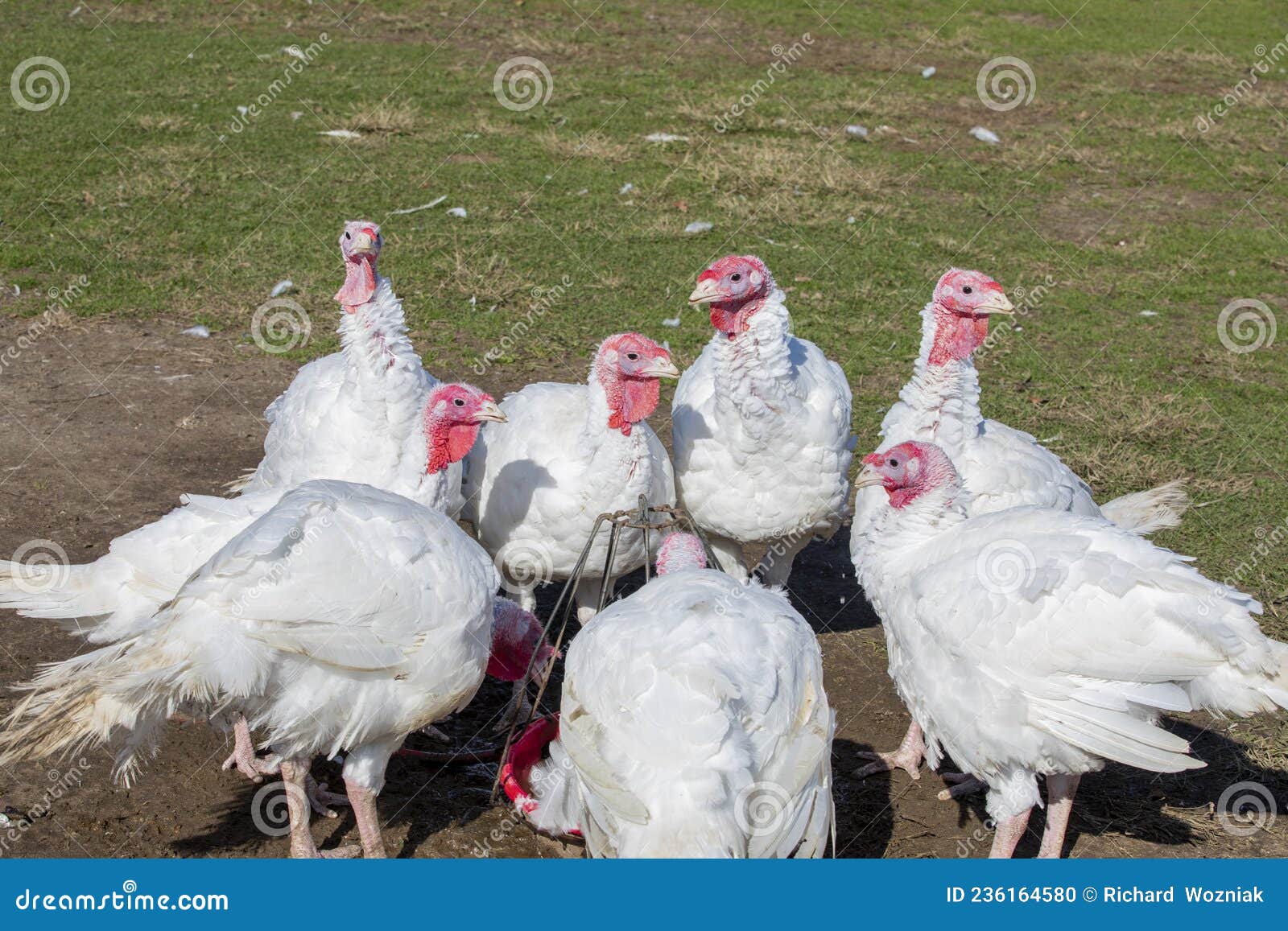 Flock of turkeys stock photo. Image of animal, flock - 236164580