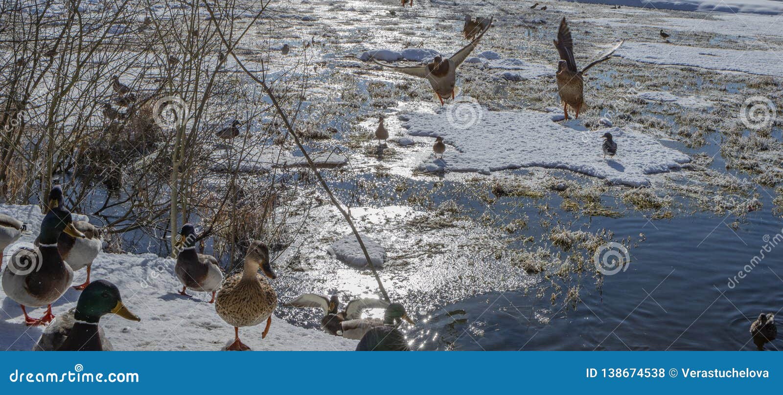 A flock of wild ducks stock photo. Image of natural - 138674538