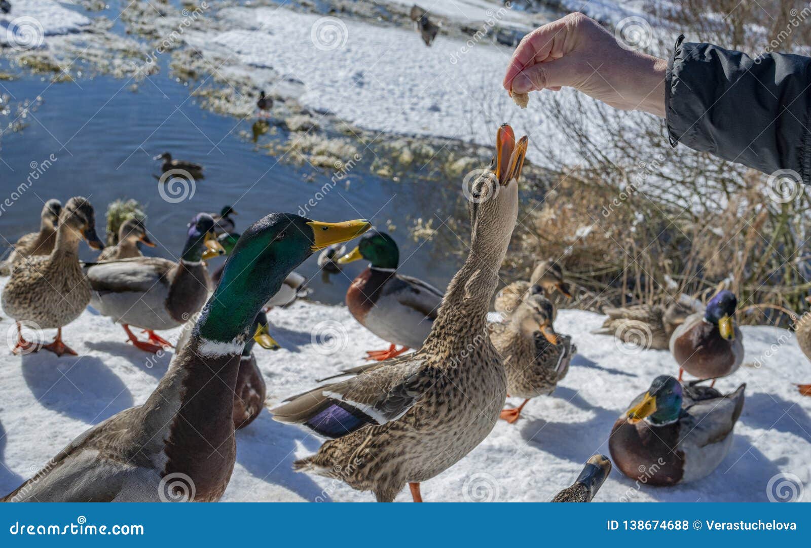 A flock of wild ducks stock photo. Image of season, ducks - 138674688