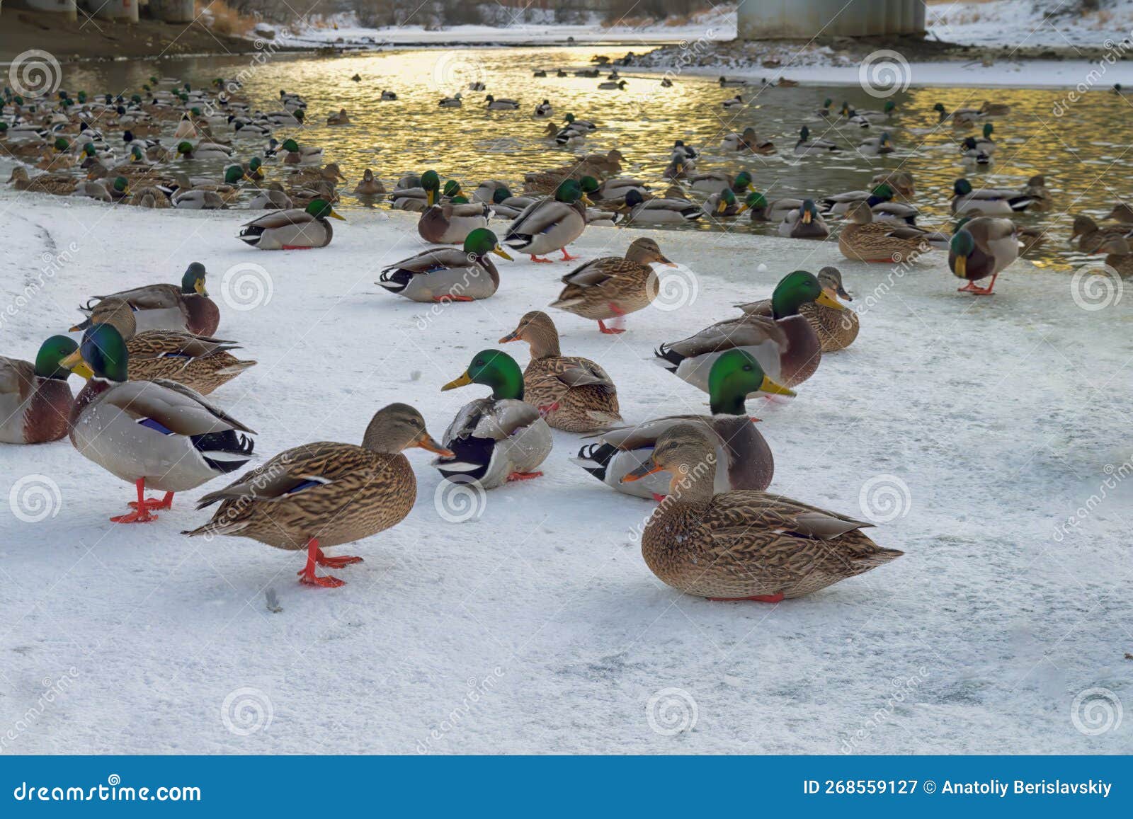 A Flock of Wild Ducks on the Lake. Many Wild Ducks Swim in the Lake ...