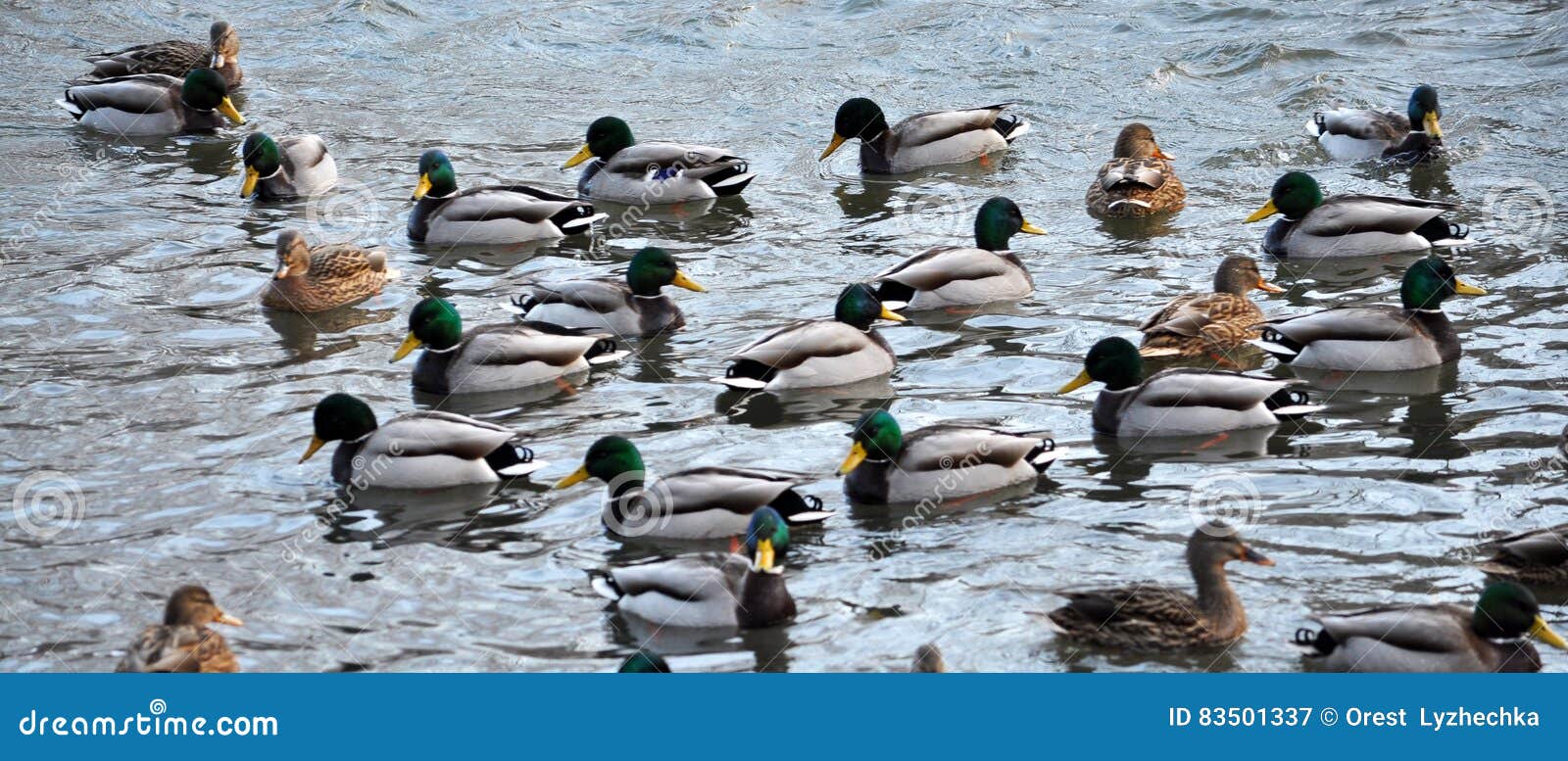 A flock of wild ducks stock image. Image of dive, feathers - 83501337