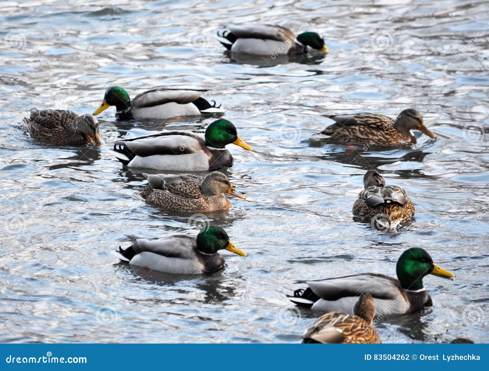 A flock of wild ducks stock photo. Image of female, wild - 83504262