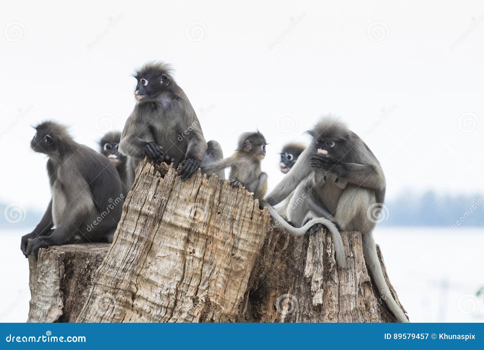 Flock of Wild Dusky Leaves Monkey on Tree Stump Stock Image - Image of ...