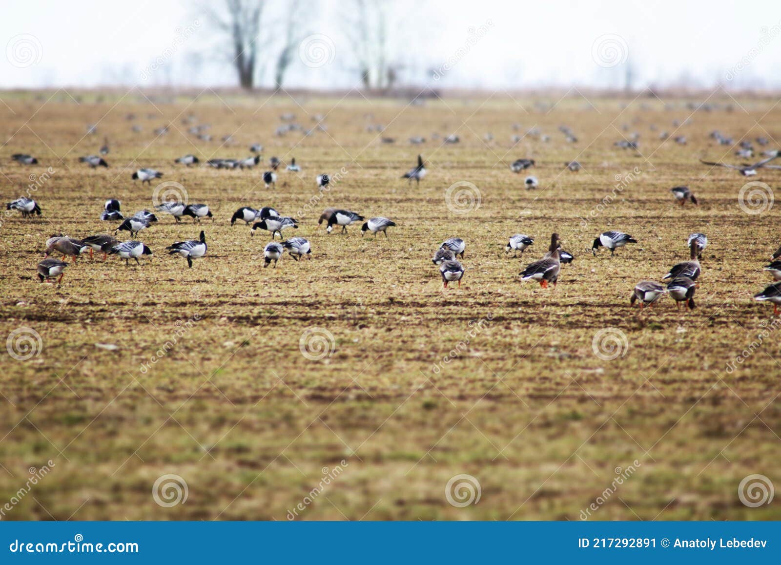 A Flock of Wild Geese Eating in a Field during Their Spring Migration ...