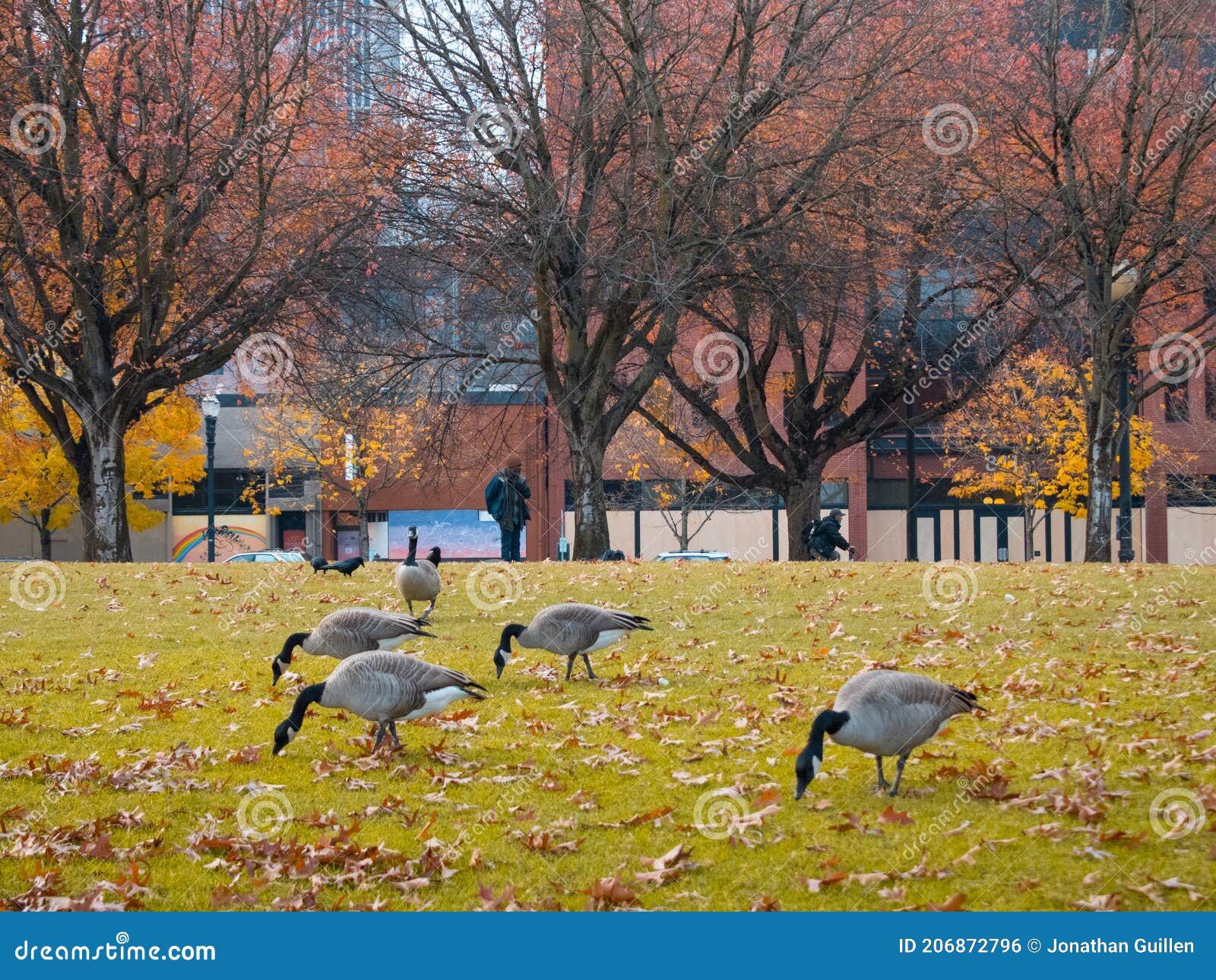 A Flock of Wild Geese Feed on Grass Editorial Photo - Image of group ...