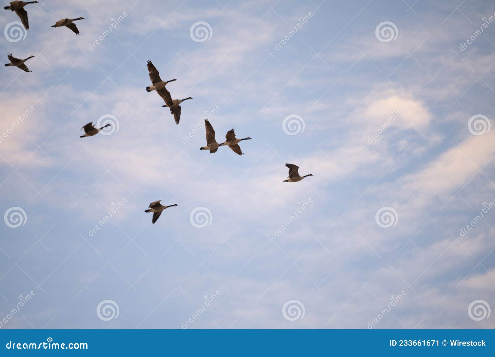 Flock of Wild Geese in Flight Stock Image - Image of flying, outdoors ...