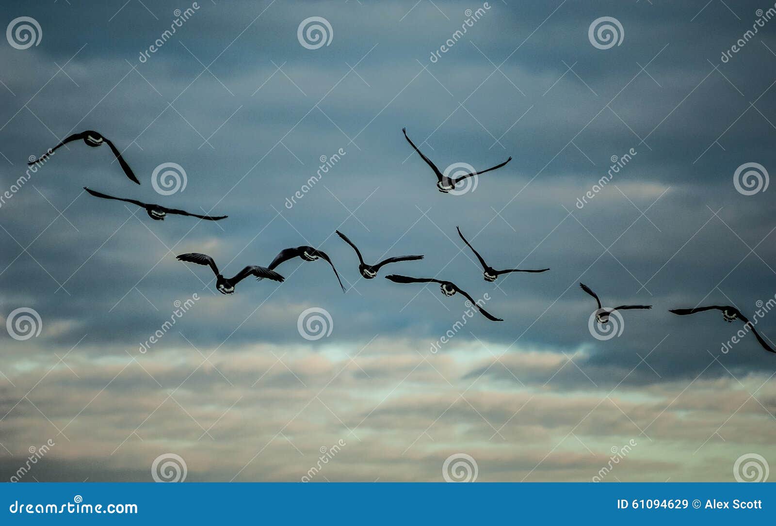 Flock of Wild Geese in Flight Stock Image - Image of afternoon, greylag ...