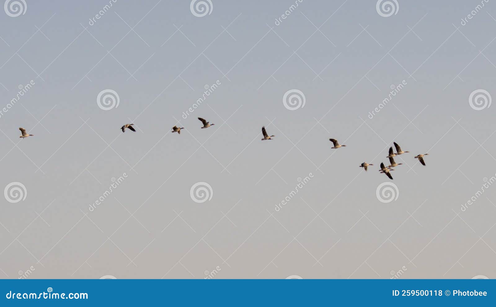 Flock of Wild Geese are Flying in the Air Stock Photo - Image of ...
