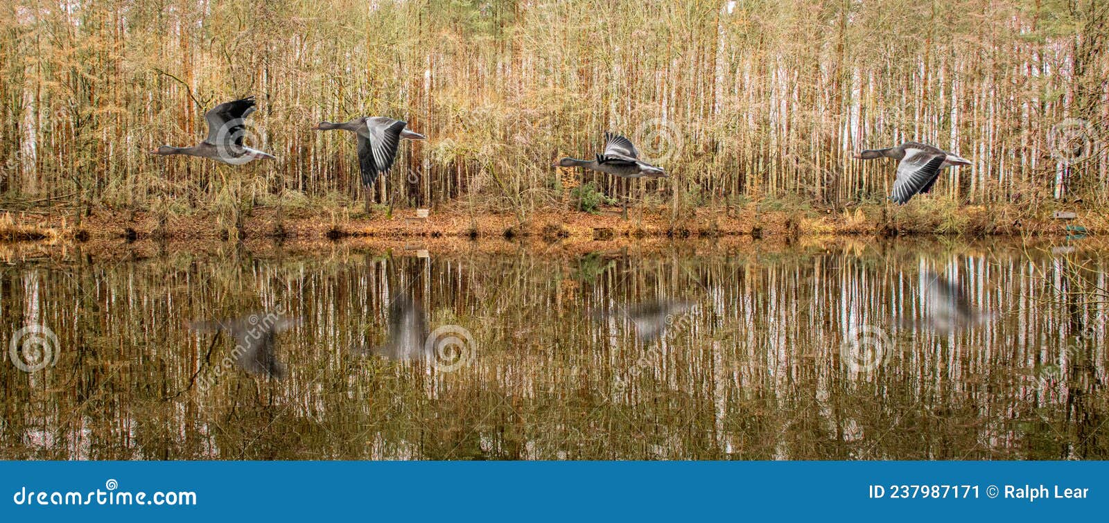 A Flock of Wild Geese Flying Lower Over a Forest Lake Stock Image ...