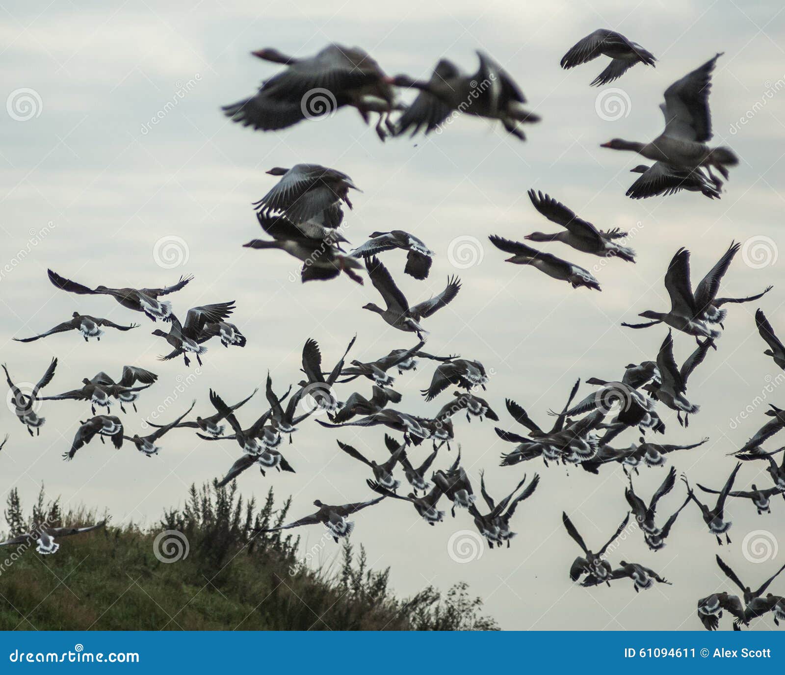 Flock of wild geese stock image. Image of autumnal, large - 61094611