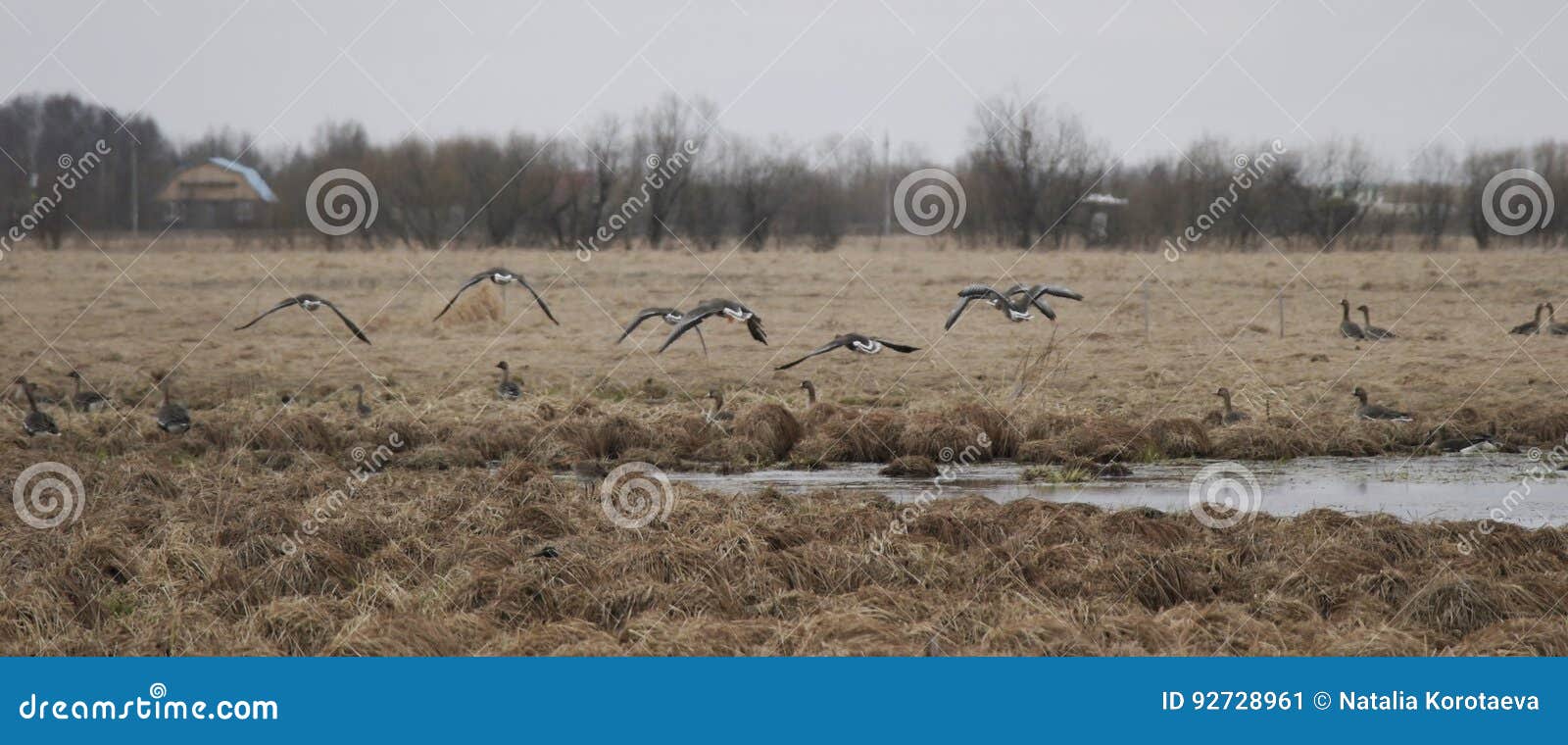 A Flock of Wild Geese in the Spring Stock Image - Image of farm, early ...