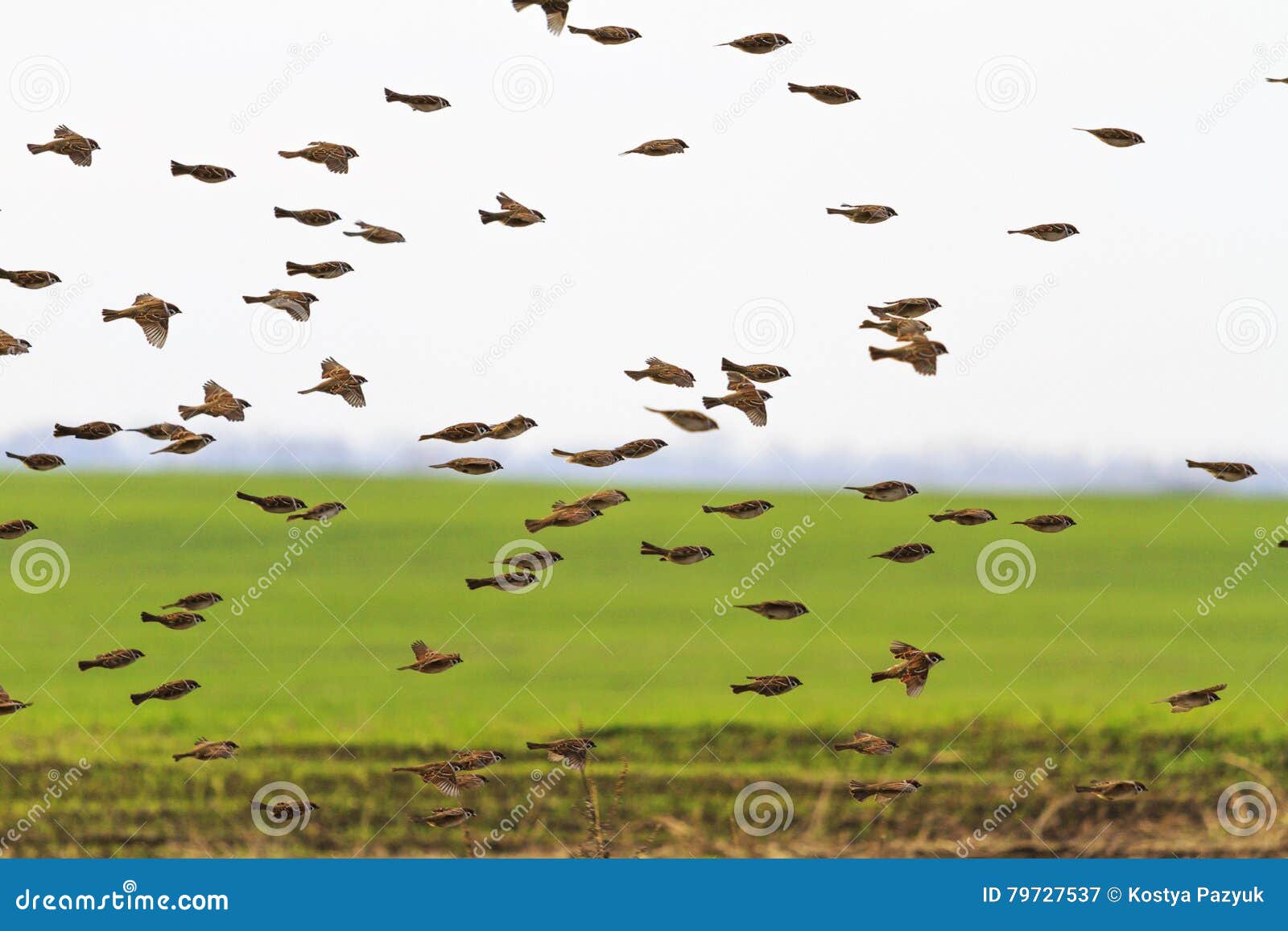 Flock of Wild Sparrow Flying Over Field Stock Image - Image of eurasian ...