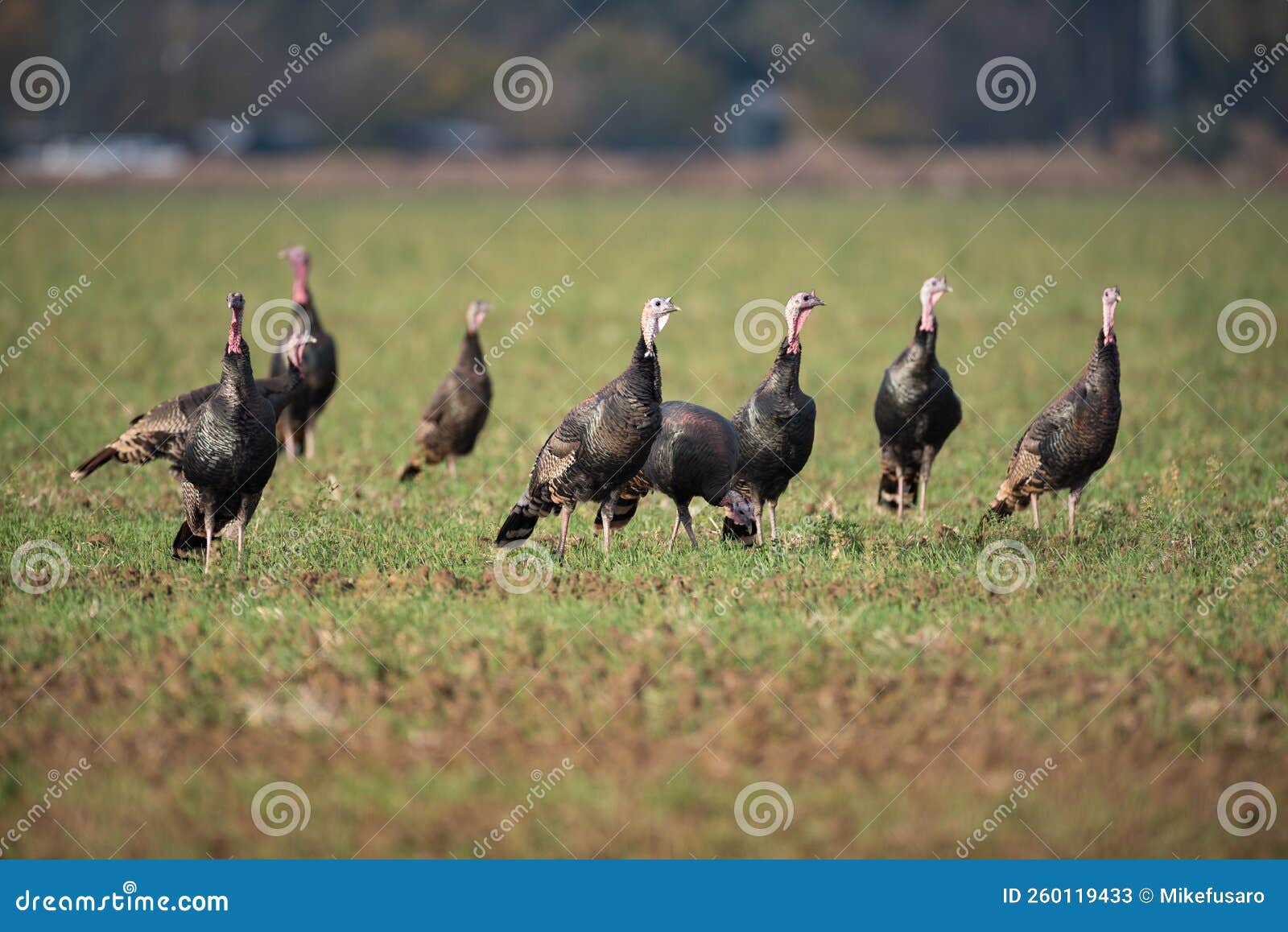 Flock of Wild Turkeys in Field Stock Image - Image of behavior, outdoor ...