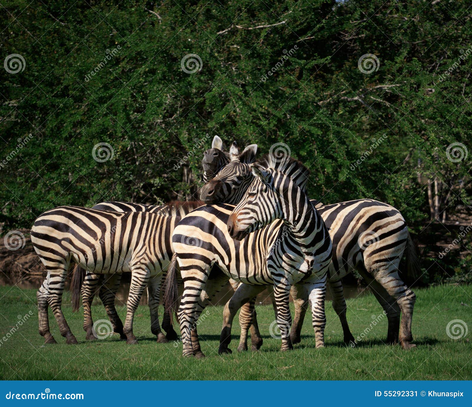 Flock of Wild Zebra in Green Grass Field Stock Image - Image of stripe ...