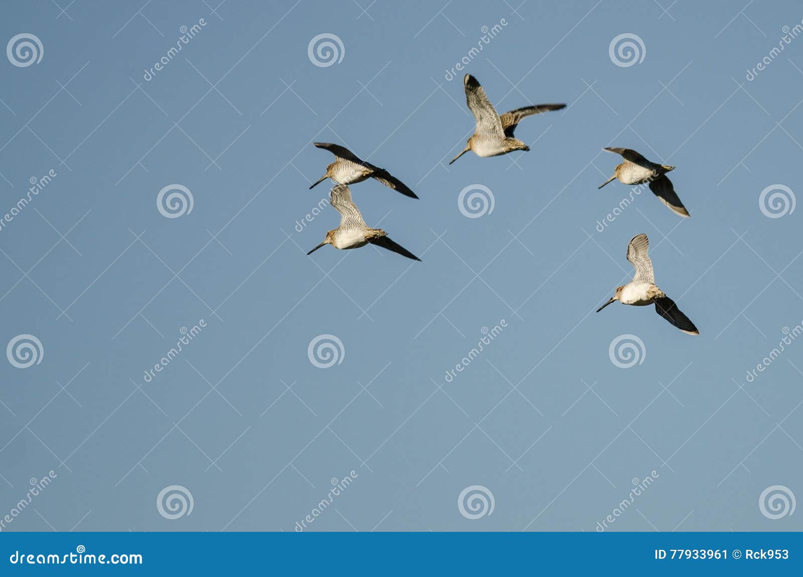 Flock of Wilson S Snipe Flying in a Blue Sky Stock Image - Image of ...