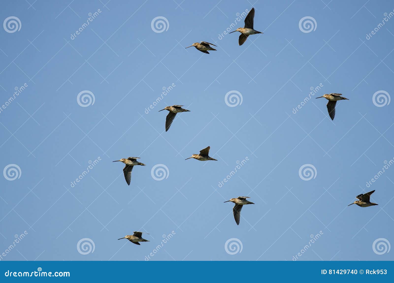 Flock of Wilson`s Snipe Flying in a Blue Sky Stock Photo - Image of ...