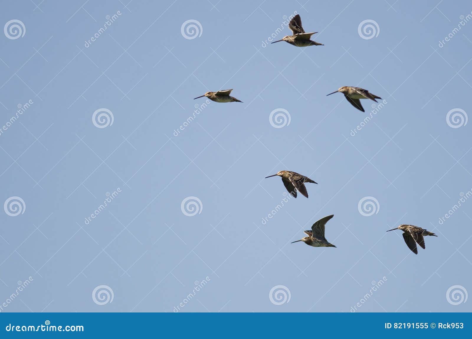 Flock of Wilson`s Snipe Flying in a Blue Sky Stock Image - Image of ...
