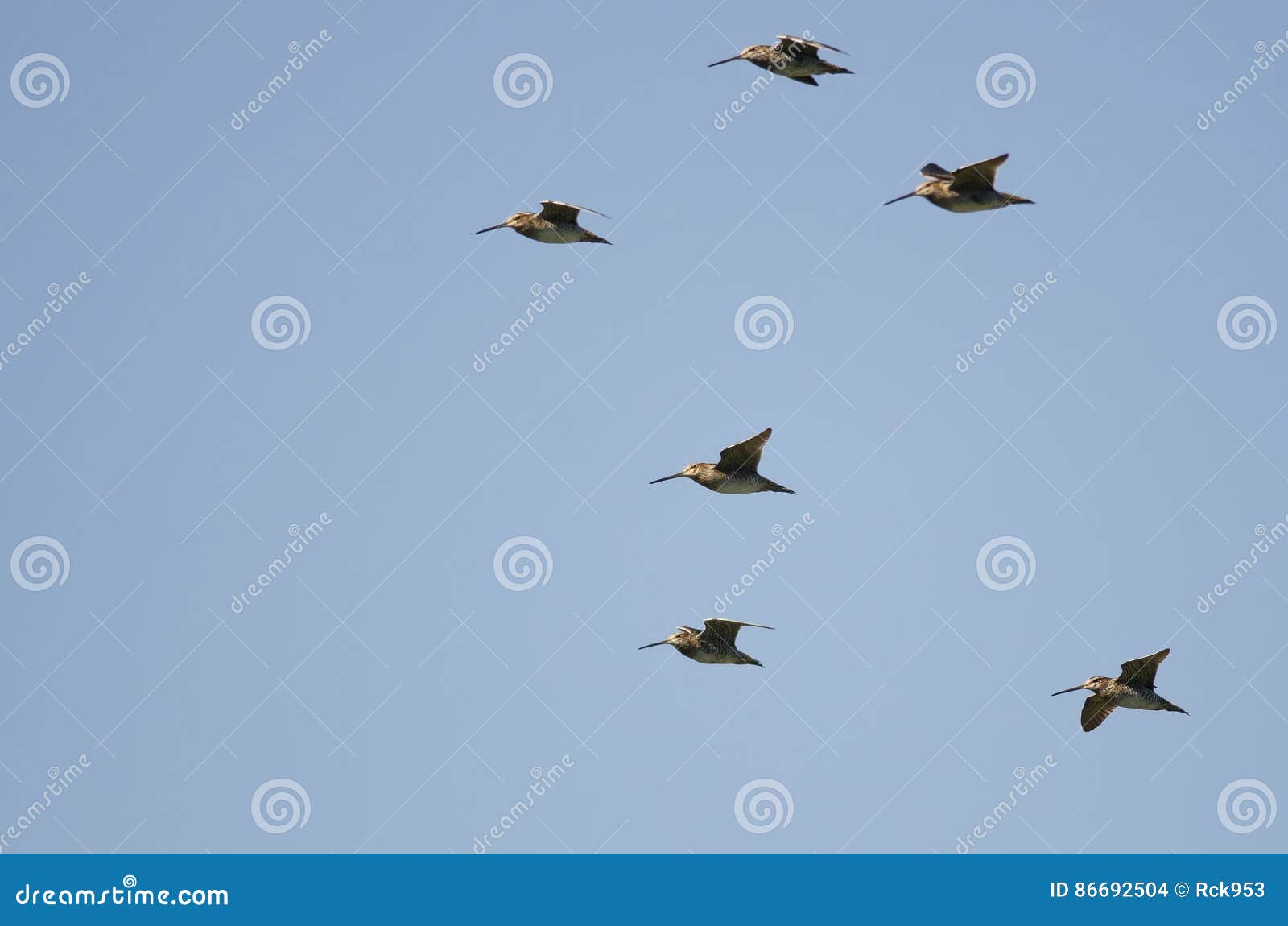 Flock of Wilson`s Snipe Flying in a Blue Sky Stock Photo - Image of ...