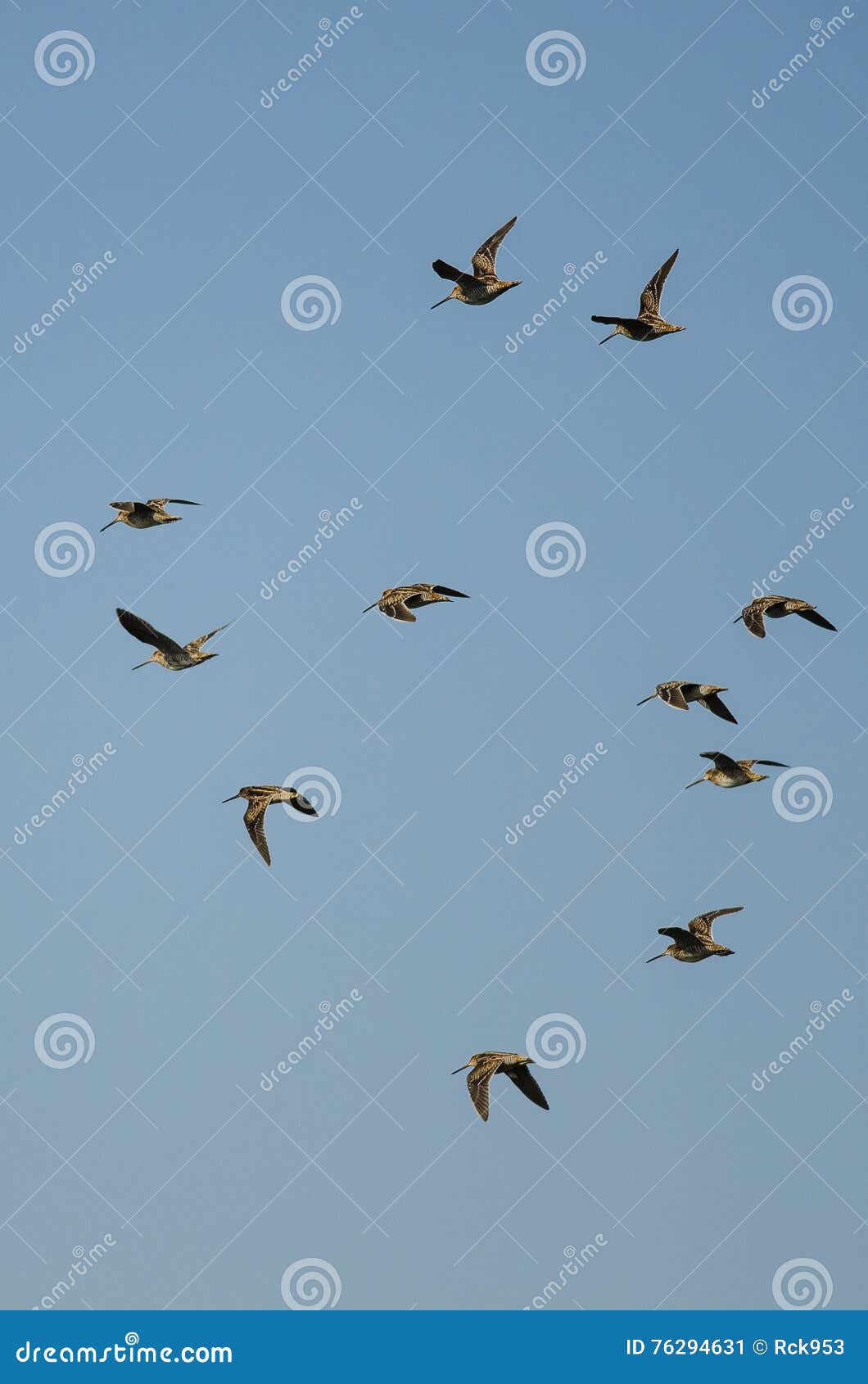 Flock of Wilson S Snipe Flying in a Blue Sky Stock Image - Image of ...