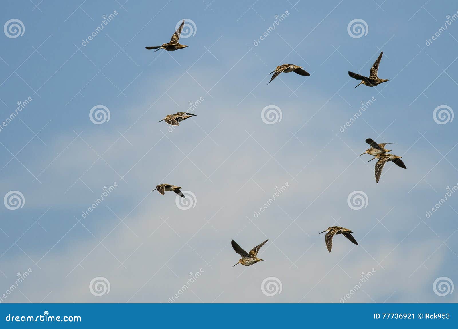 Flock of Wilson S Snipe Flying in a Blue Sky Stock Image - Image of ...