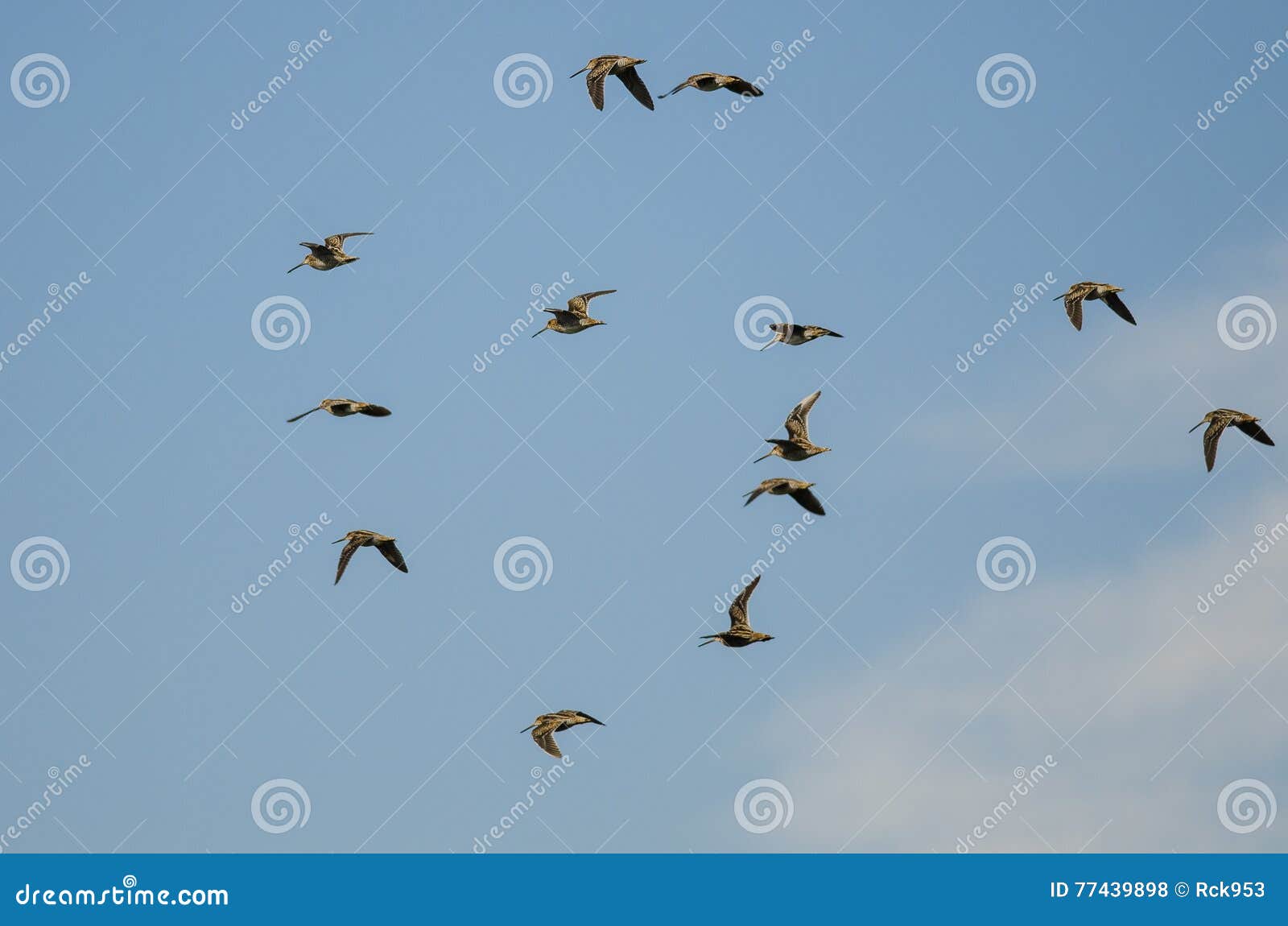 Flock of Wilson S Snipe Flying in a Cloudy Blue Sky Stock Photo - Image ...