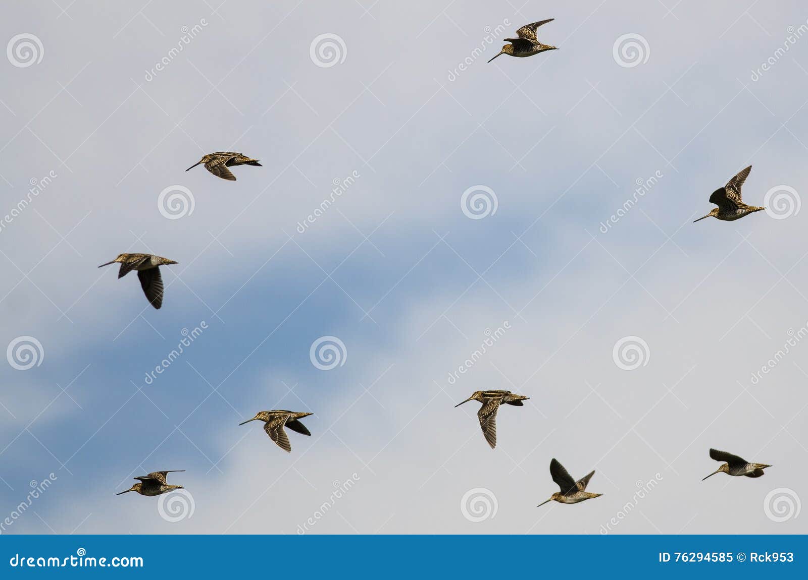 Flock of Wilson S Snipe Flying in a Cloudy Sky Stock Image - Image of ...