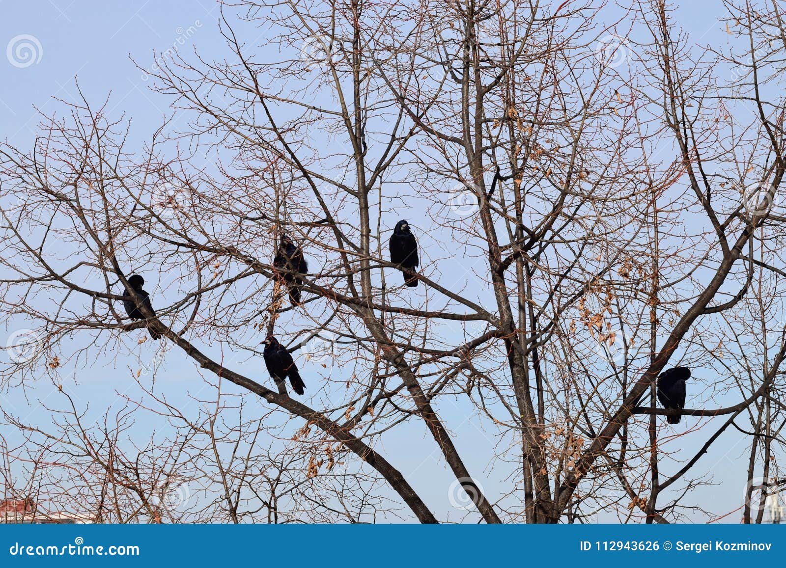A Flock of Winter Rooks Sitting in Maple Branches in January Stock ...