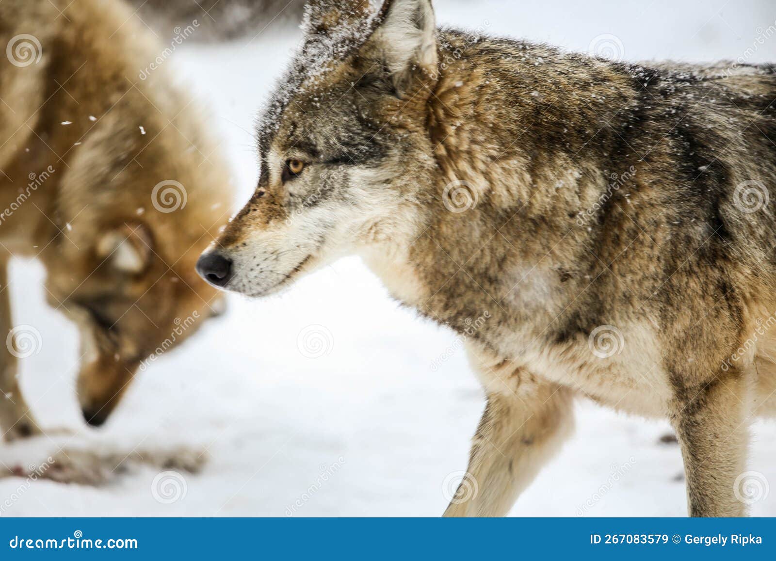 Gray wolves in winter stock image. Image of wolf, wildlife - 267083579