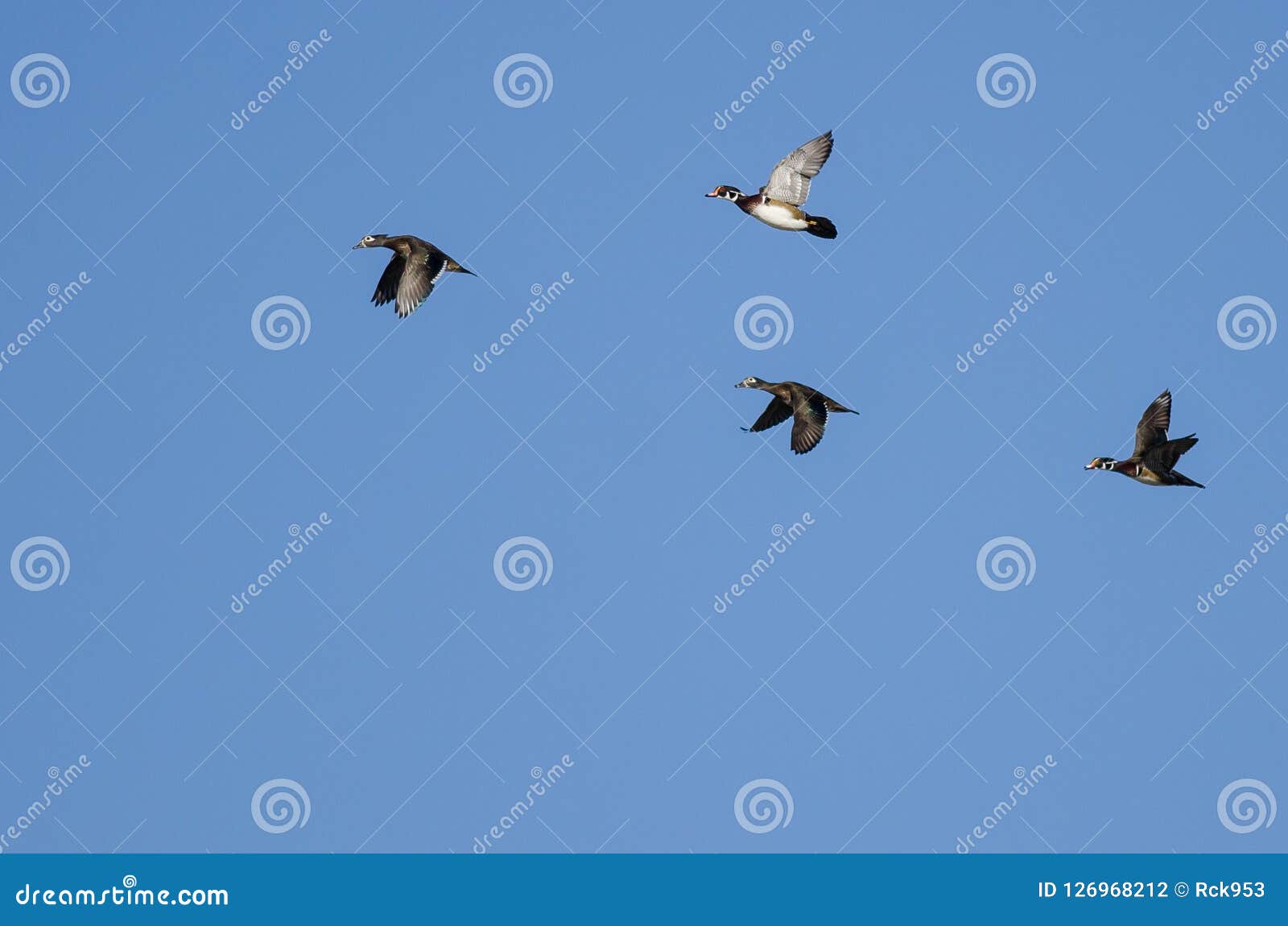 Flock of Wood Ducks Flying in a Blue Sky Stock Photo - Image of bird ...