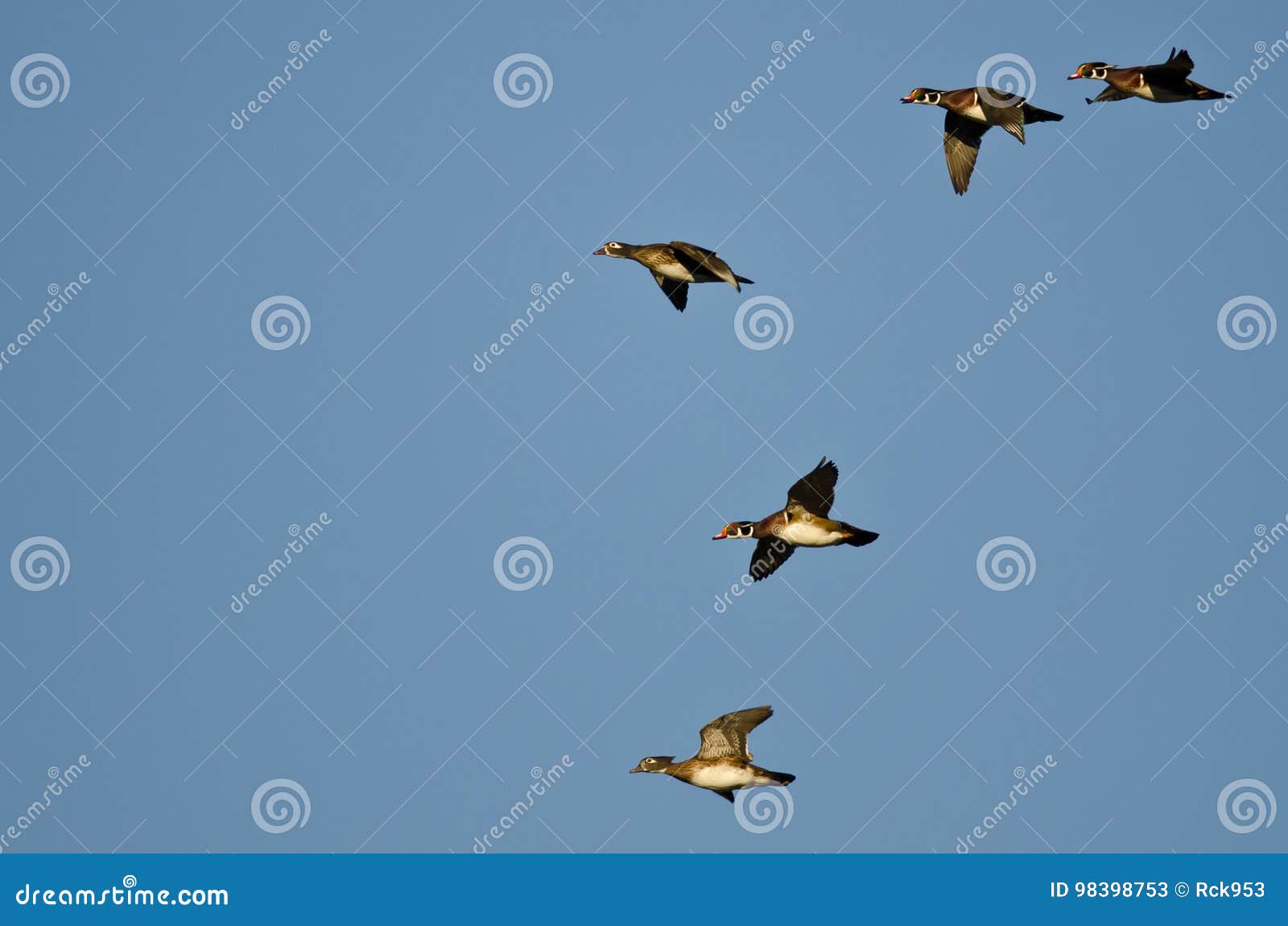 Flock of Wood Ducks Flying in a Blue Sky Stock Image - Image of north ...