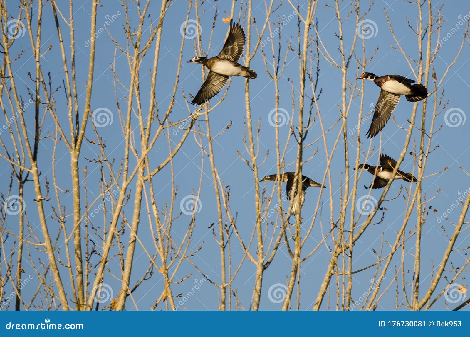 Flock of Wood Ducks Flying Low Over the Autumn Trees Stock Image ...