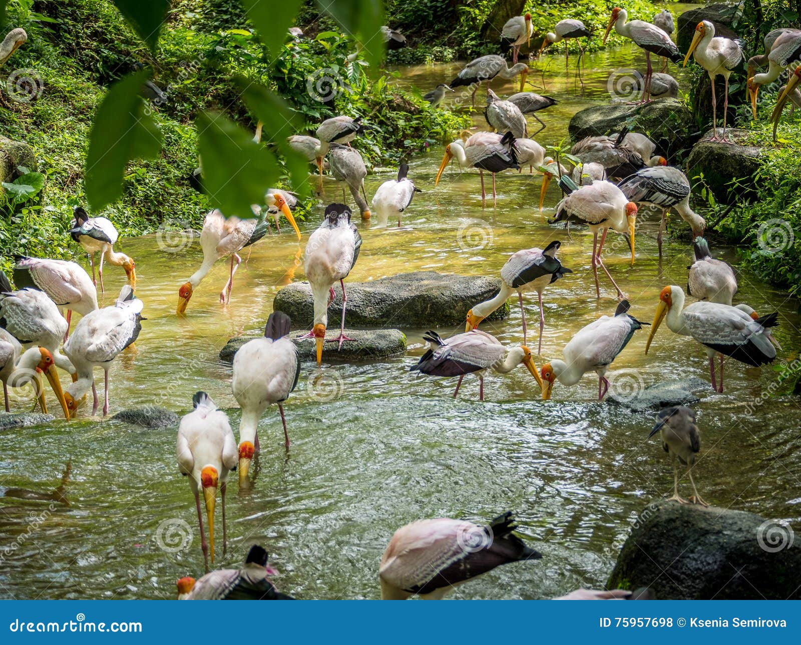 Flock of Yellow Billed Storks Stock Photo - Image of animal, grass ...